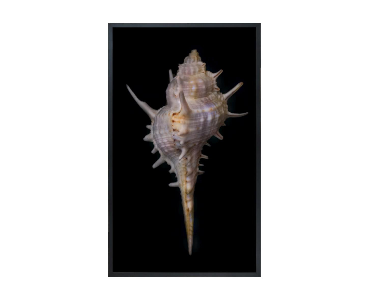 Chelsea Art Studio Shell Study II by Harold Davis - Photographic on Canvas | Wayfair